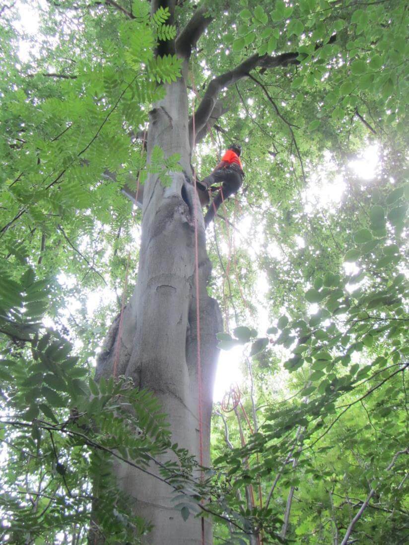 Meanwood Woodland, Leeds - Treesaw