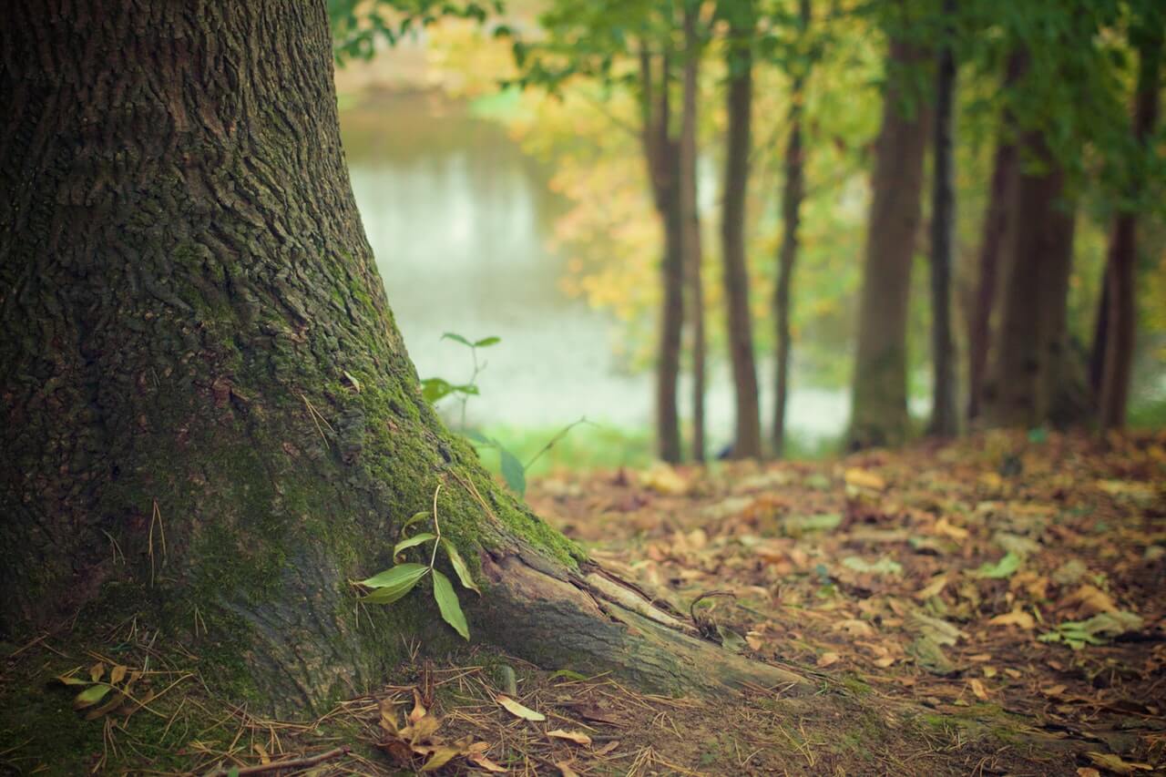 Understanding Tree Biology - Treesaw